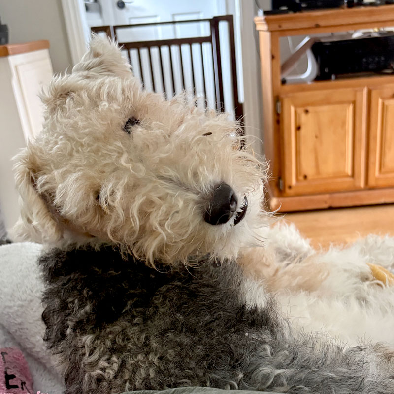 Dutton | Happy to Be With A Household of Wires - Abandoned Terrier ...